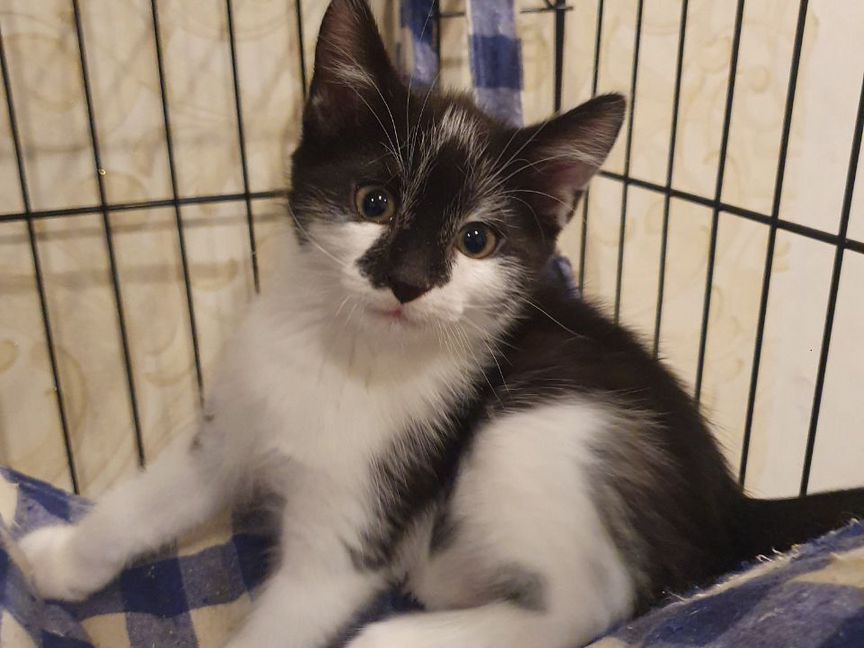 Котёнок