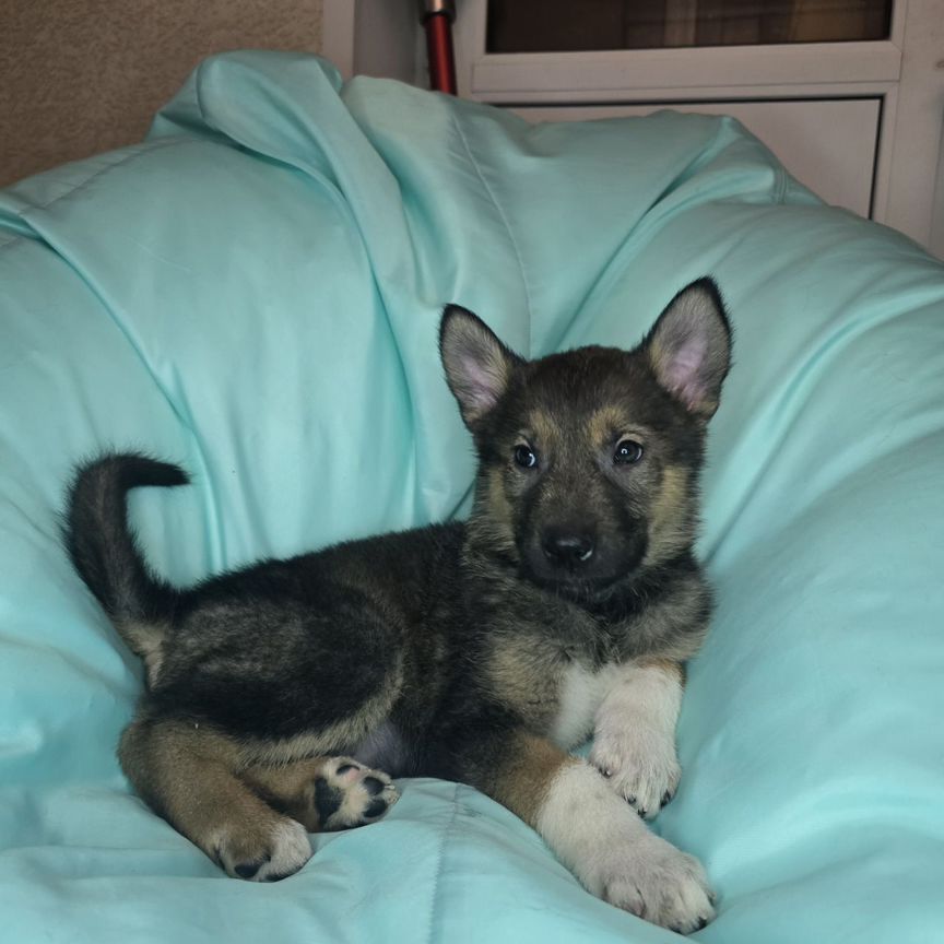 Щенок 2 месяца в добрые руки бесплатно дар