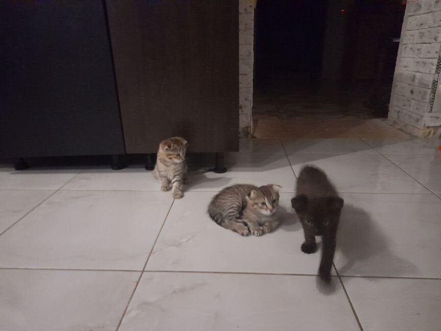 Шотландские вислоухие котята