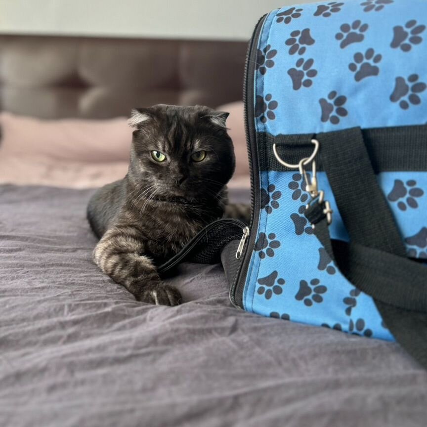 Шотландский вислоухий кот