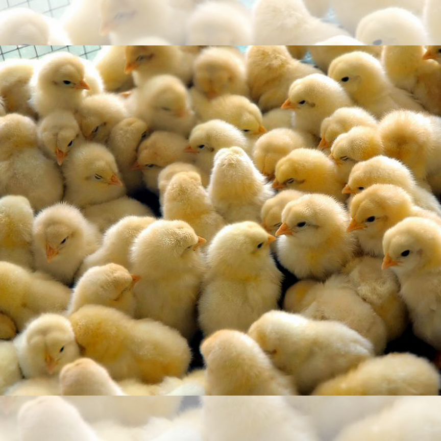 Цыплята бройлеры росс 308