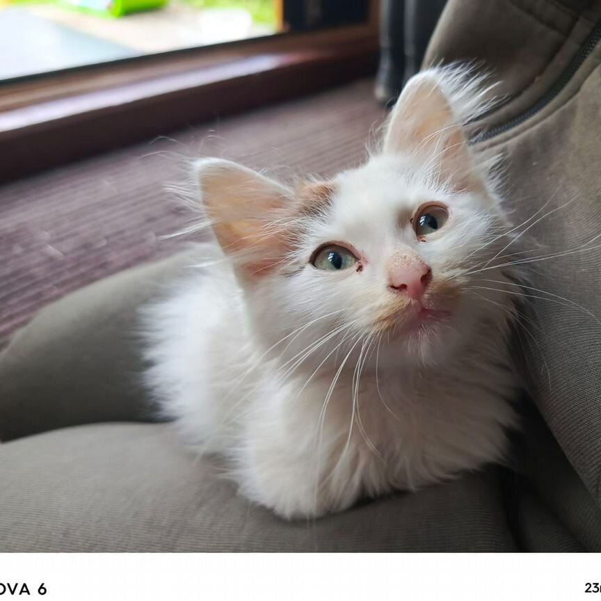 Котенок в добрые руки