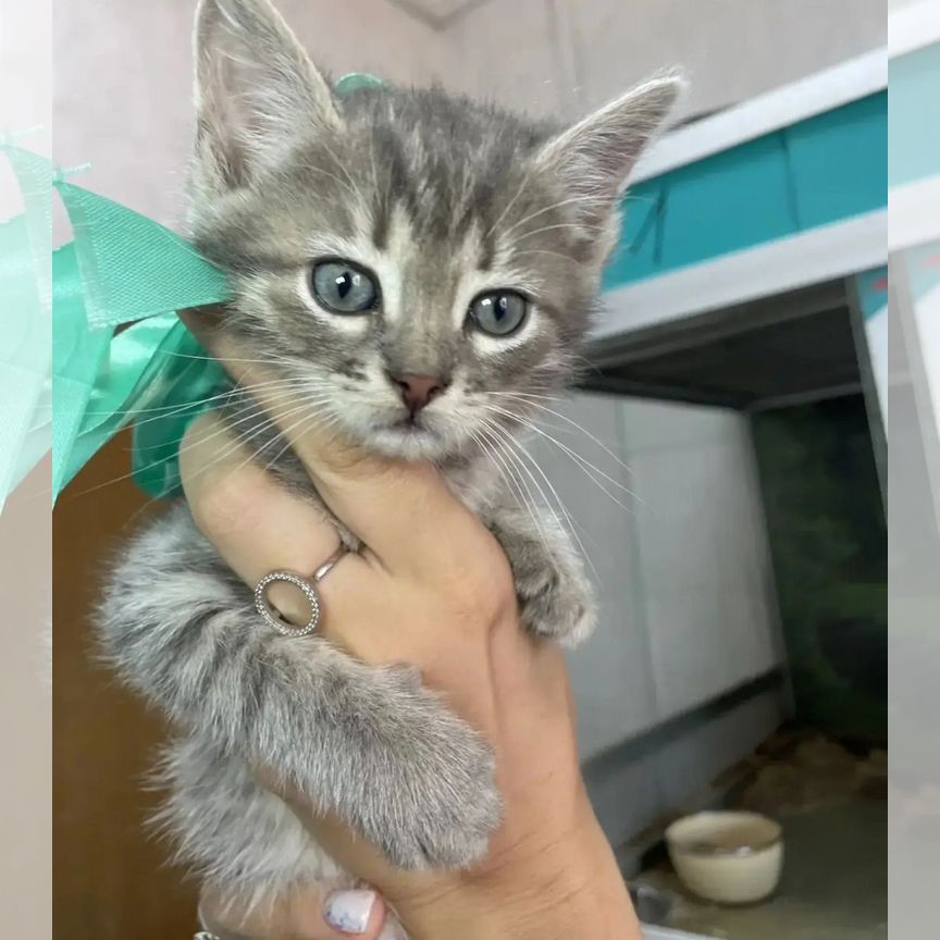 Котёнок в добрые руки