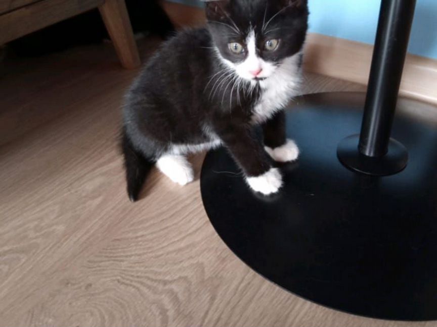 Котёнок девочка Тася ищет дом