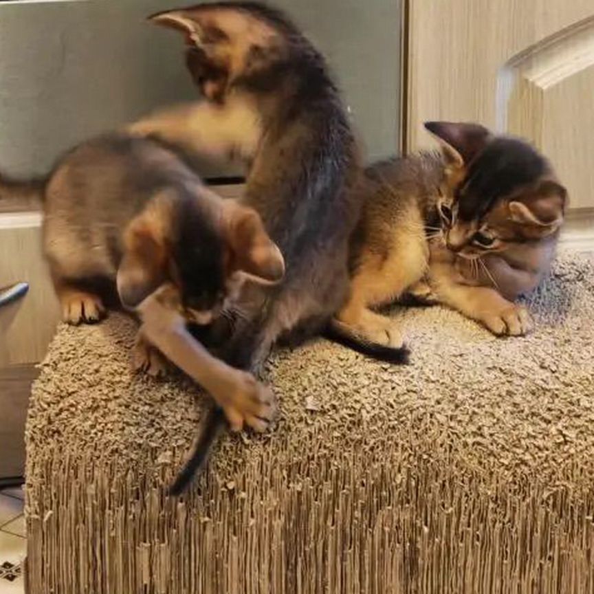 Абиссинский котёнок