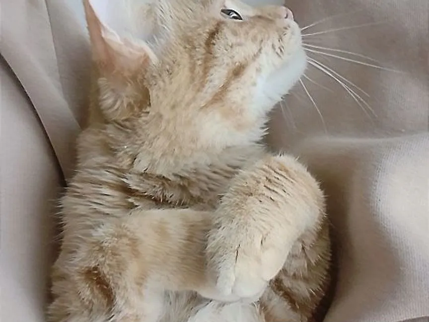 Кошка