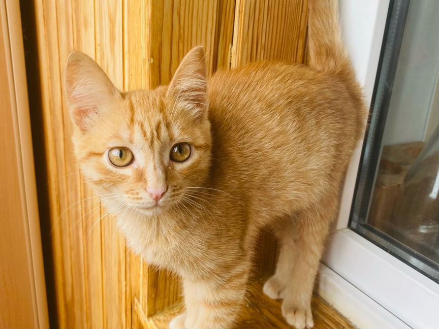 Кошка
