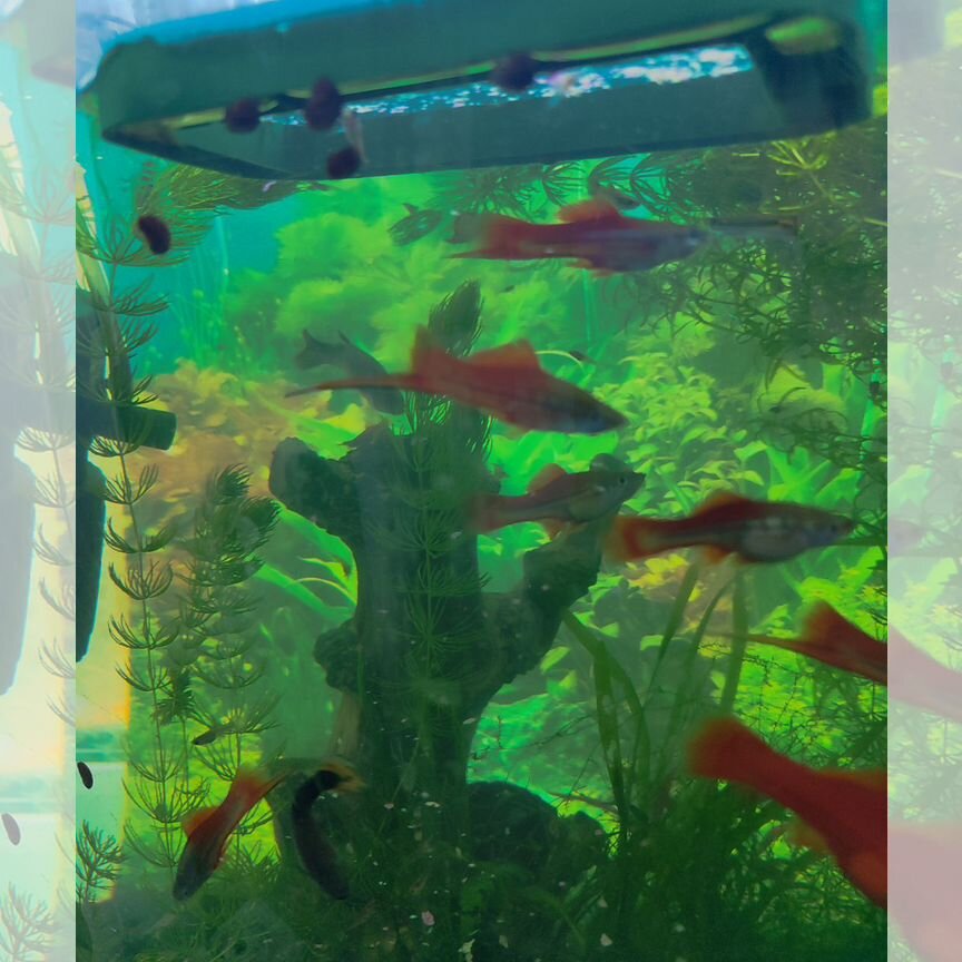 Меченосцы самцы обмен