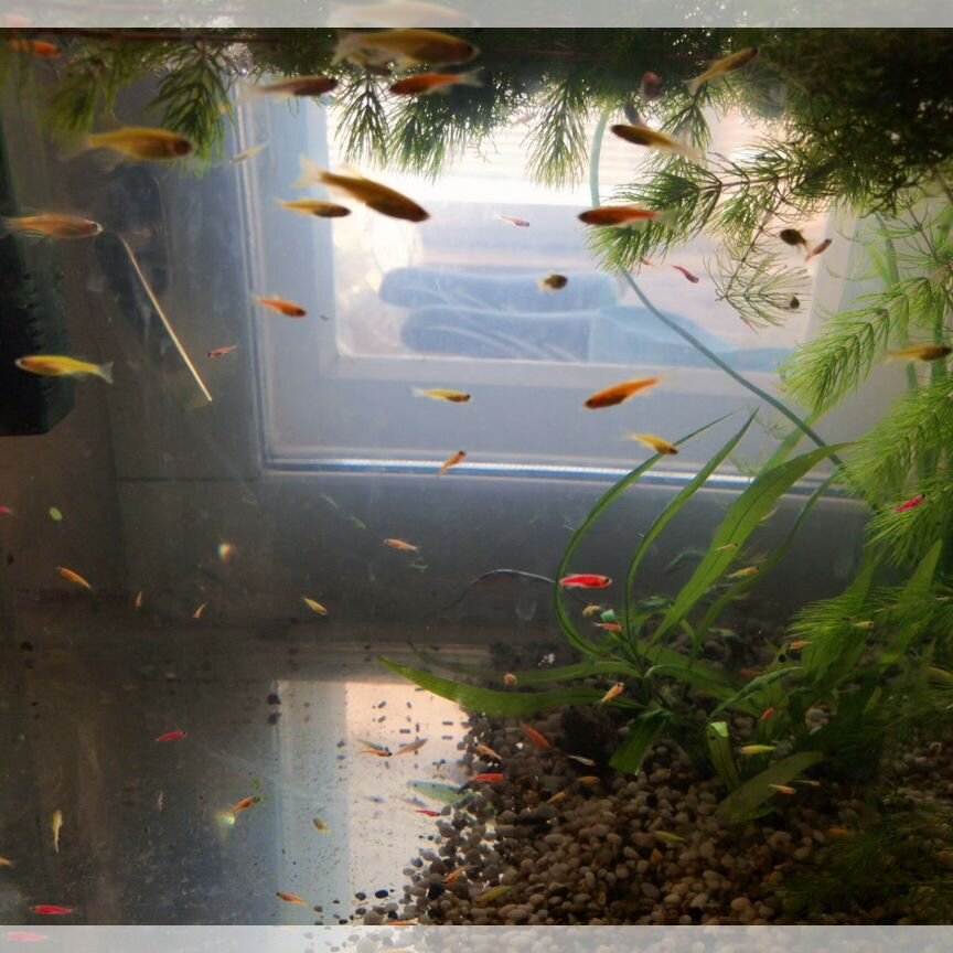 Яркие мальки Данио glofish(глофиш)