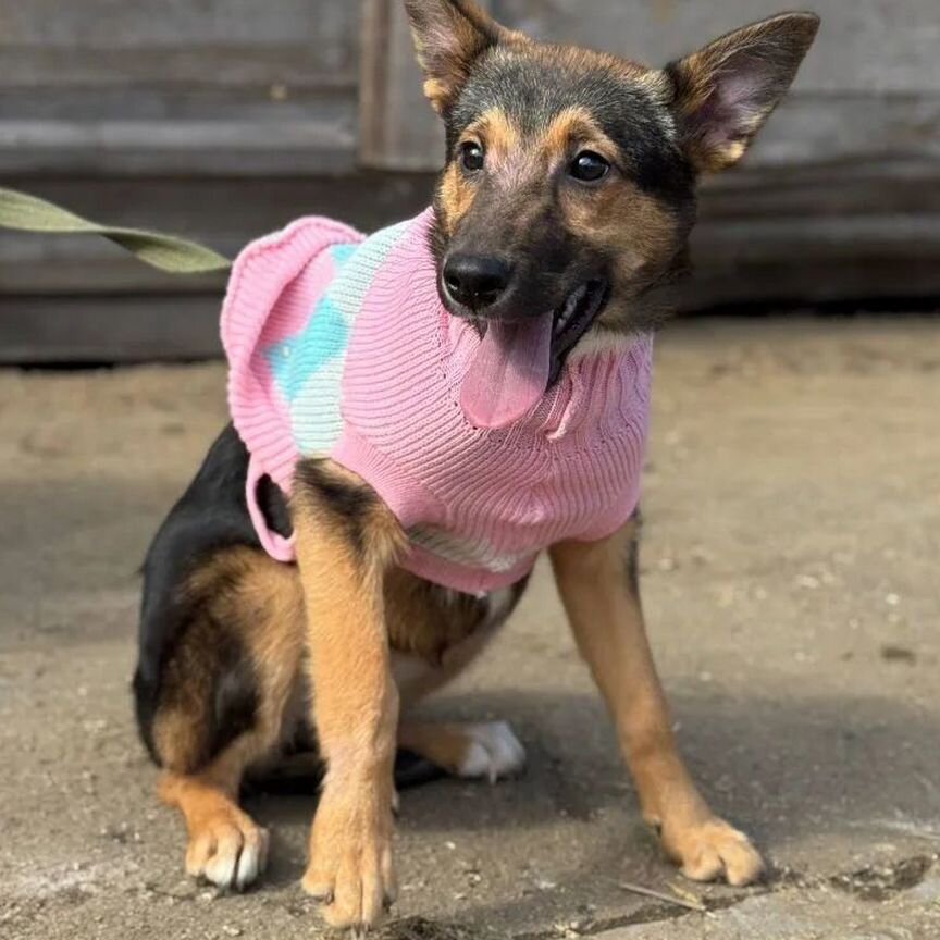 Щенок в добрые руки