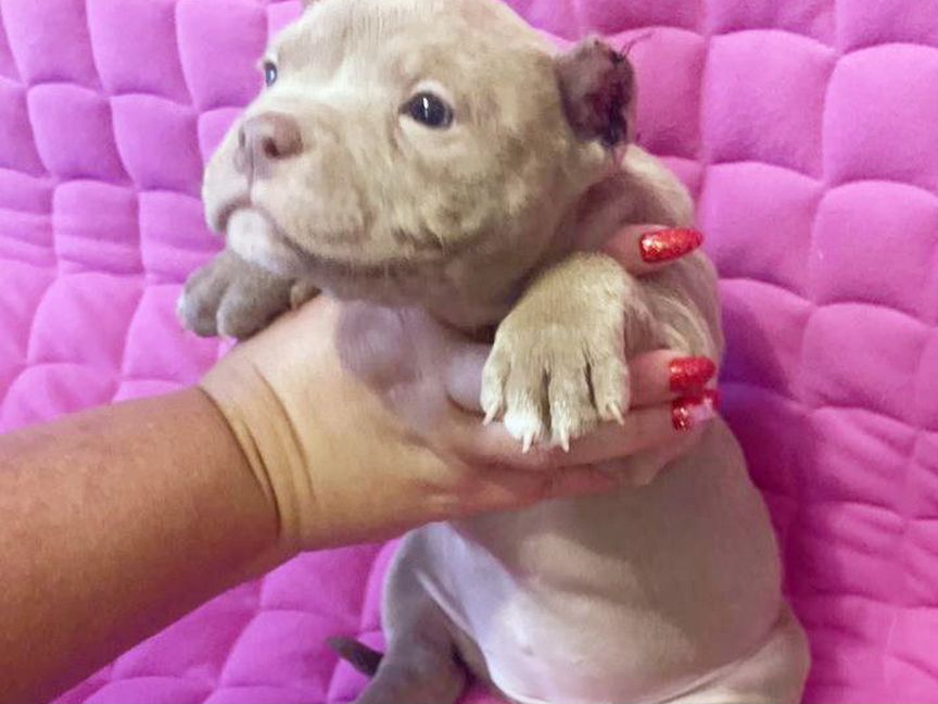 Американский булли девочка стандарт лиловая