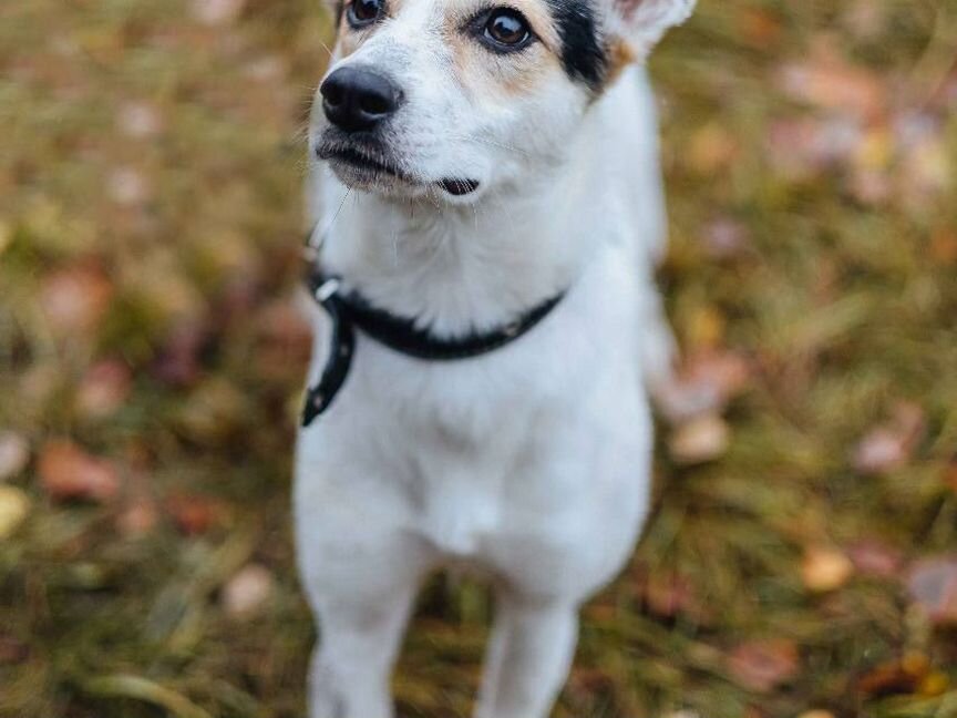 Собака в добрые руки Мальта