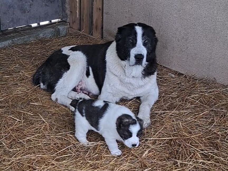 Среднеазиатская овчарка алабай