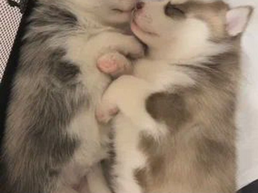 Щенски помски