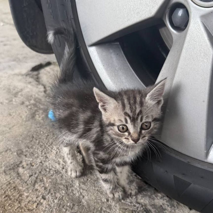 Котик в добрые руки бесплатно