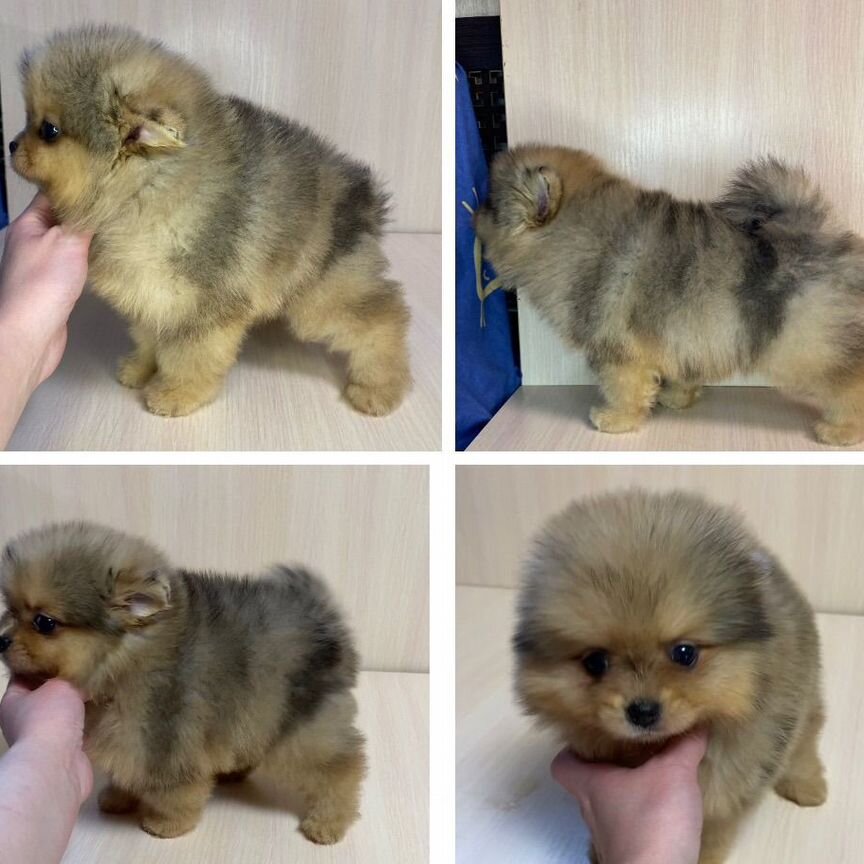 Померанский шпиц, щенок