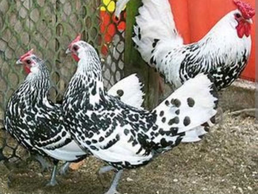 Куры гамбургские