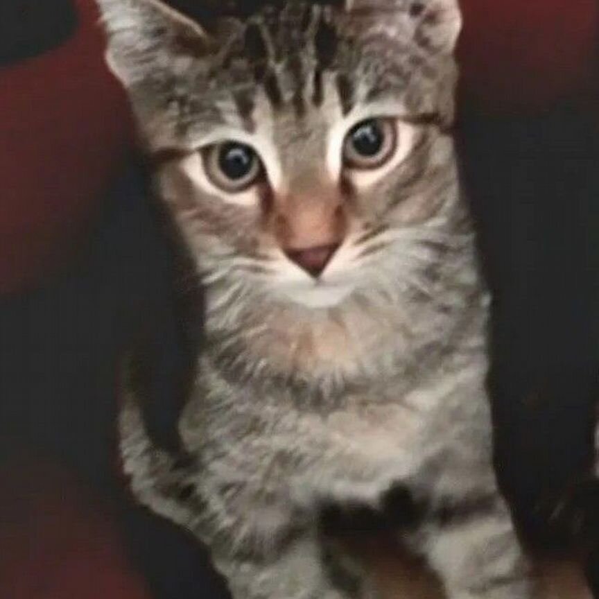 Кошечка 5 месяцев. Умная