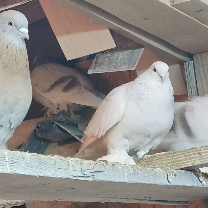 Голуби тасманы