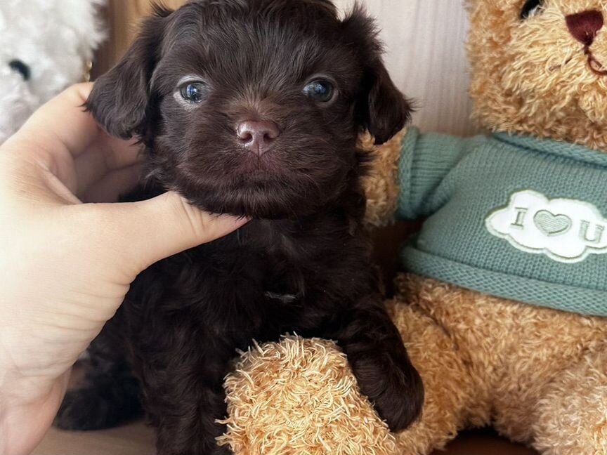 Мальтипу девочка горький шоколад