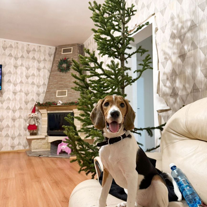 Эстонская гончая