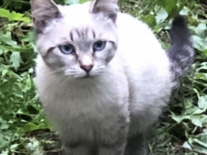 SOS котята живут в заброшенном здании