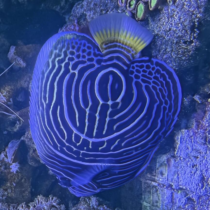 Ангел императорский рыба