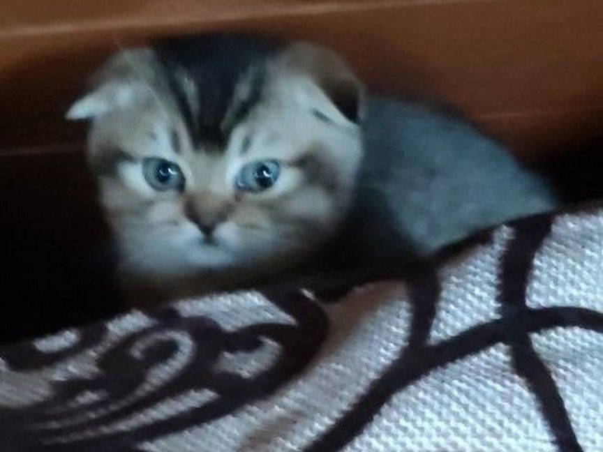Шотландские котята