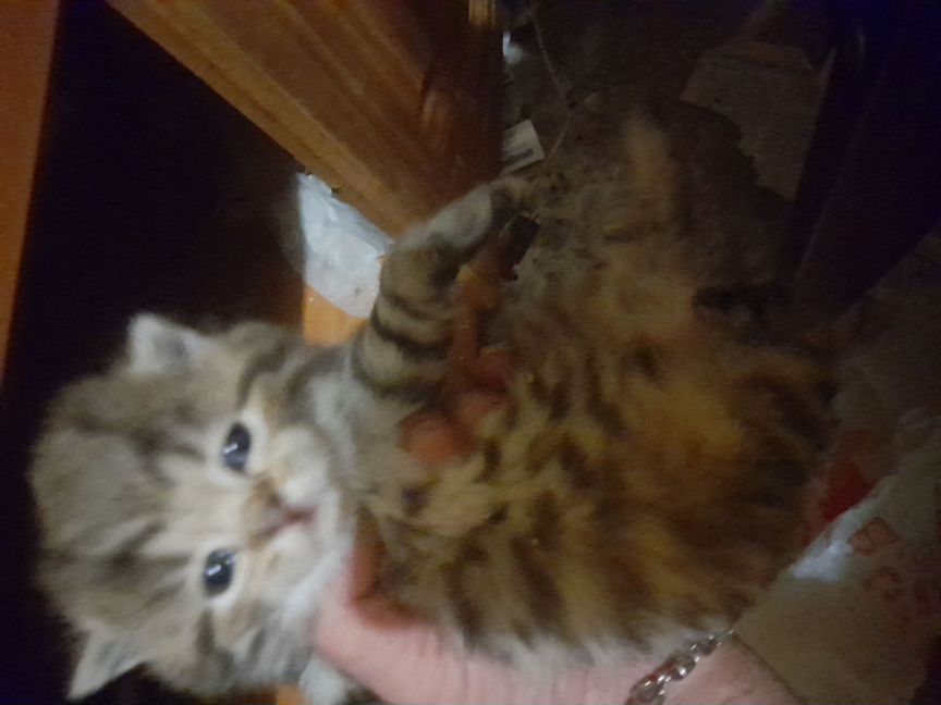 Котятенок шотландский хайленд фолд и страйт