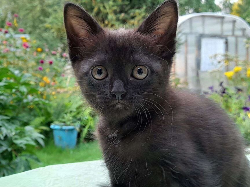 Подарю котенка. Девочка