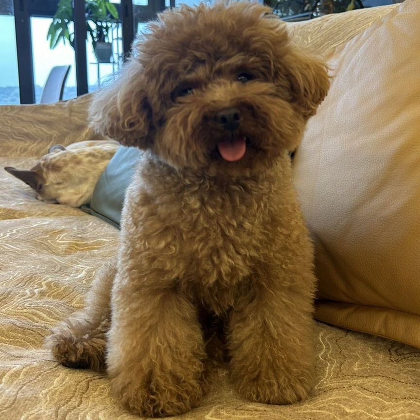 Мальтипу, вязка