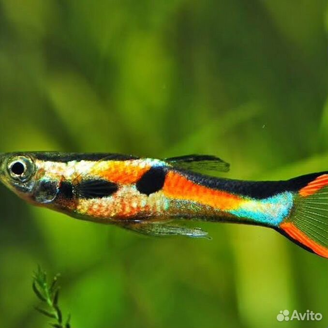 Гуппи Эндлера самцы продам