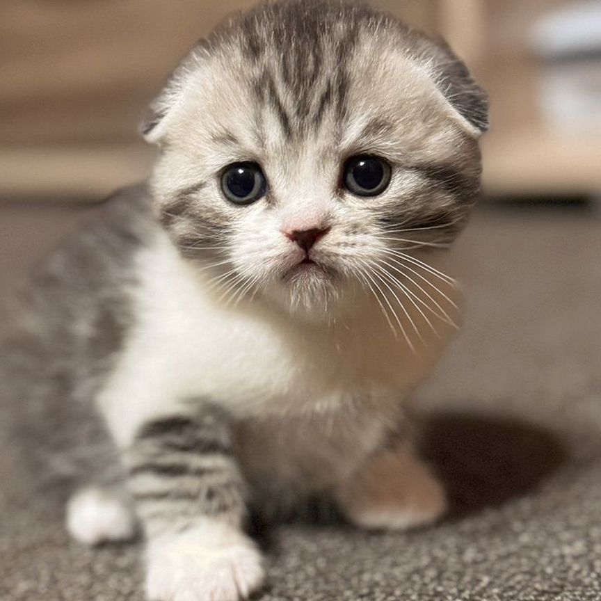 Шатланские котята