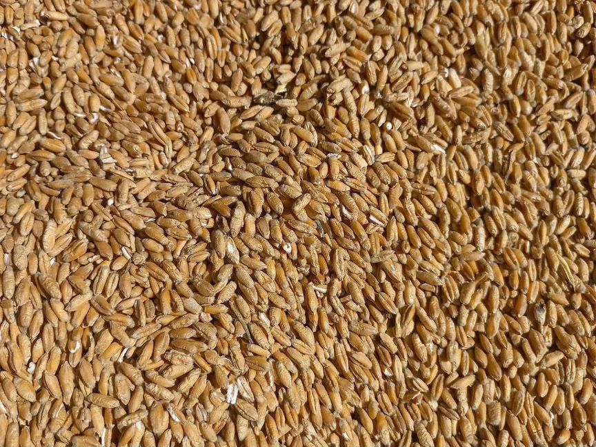 Зерно Тритикале