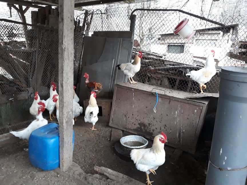 Куры петухи