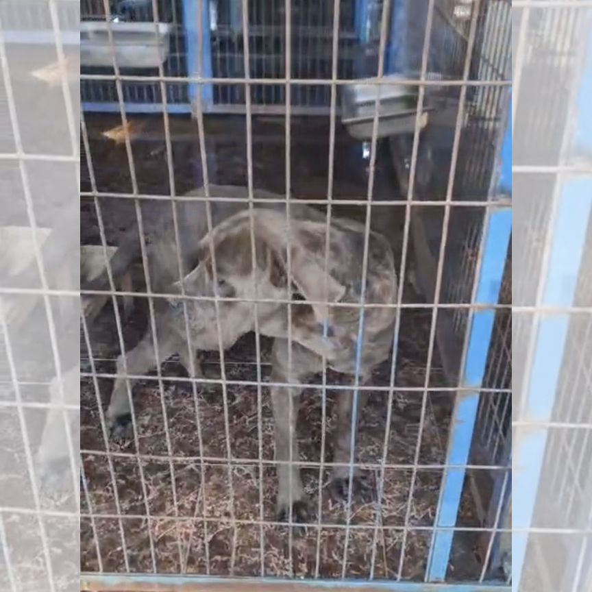 Кане-корсо, взрослый пёс