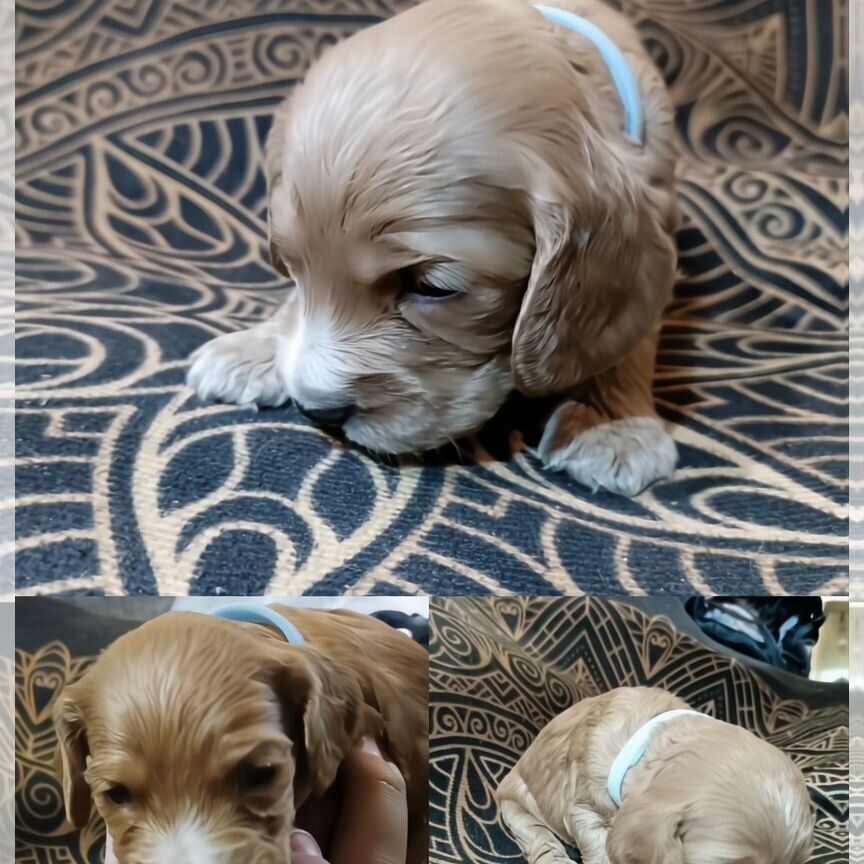 Американский кокер-спаниель, щенок