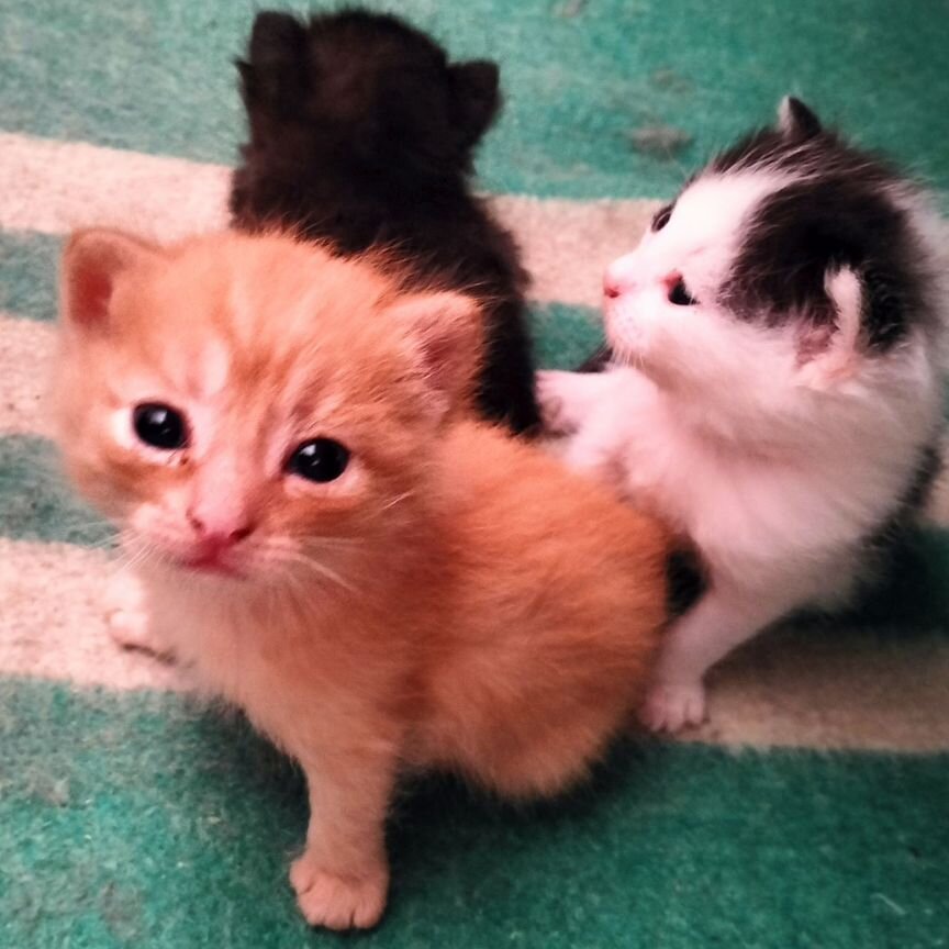 Котёнок в добрые руки