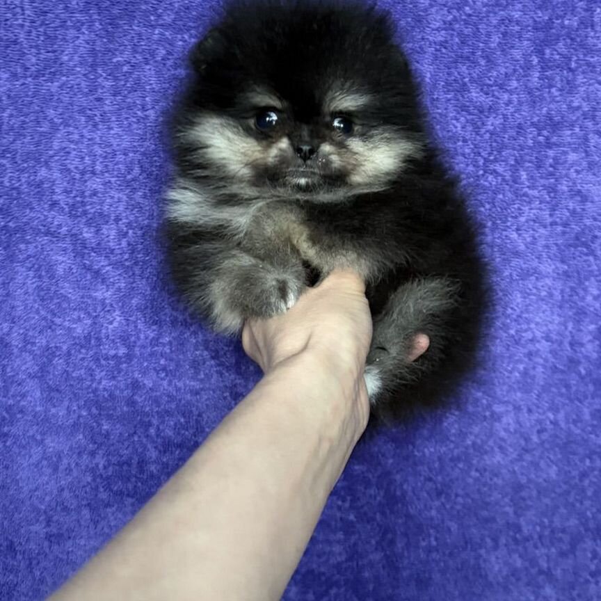 Померанский шпиц, щенок