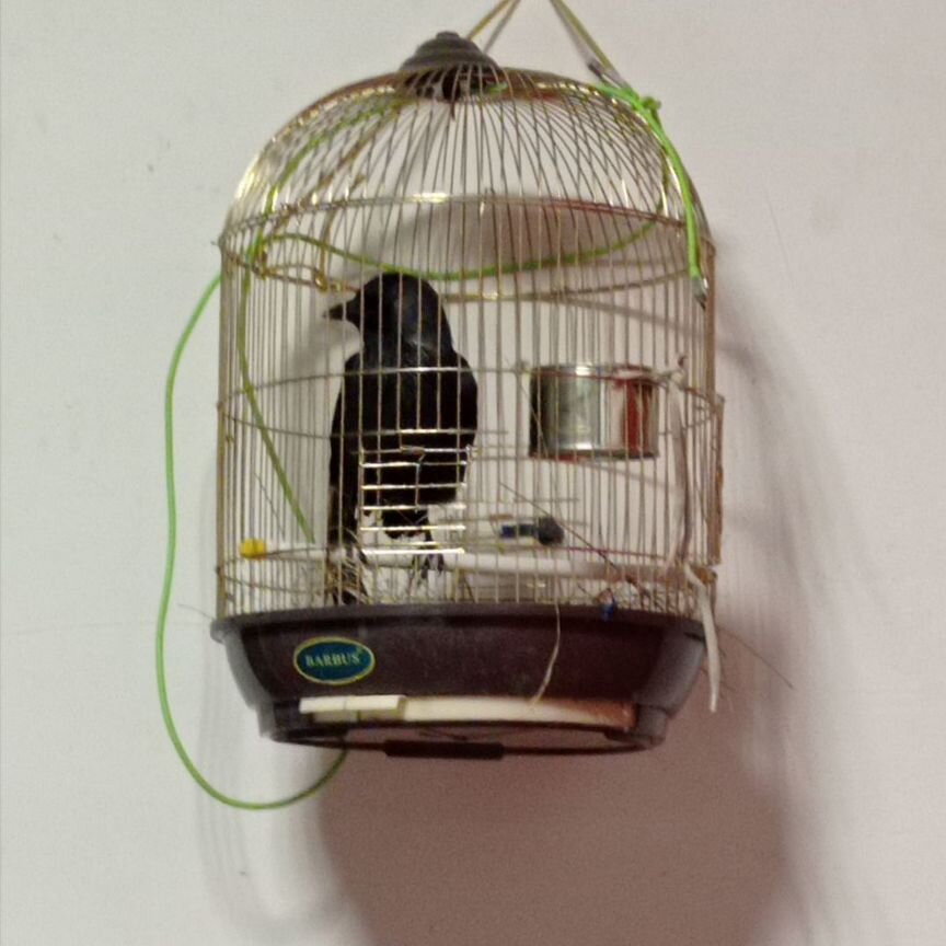Клетка для птиц круглая