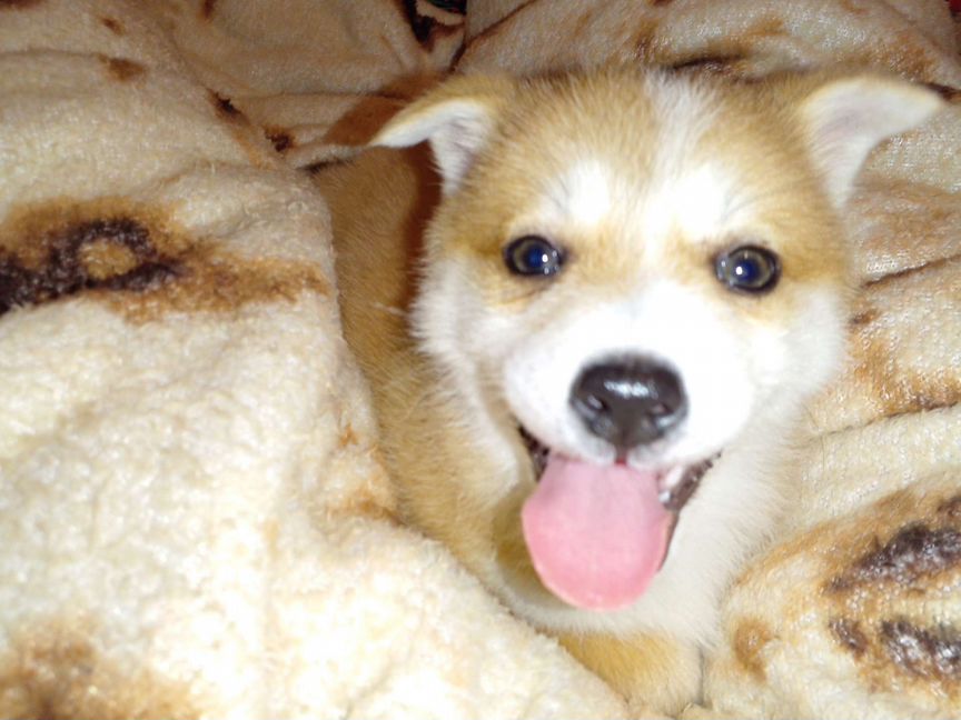 Собака помесь акиты 8мес 5тыс