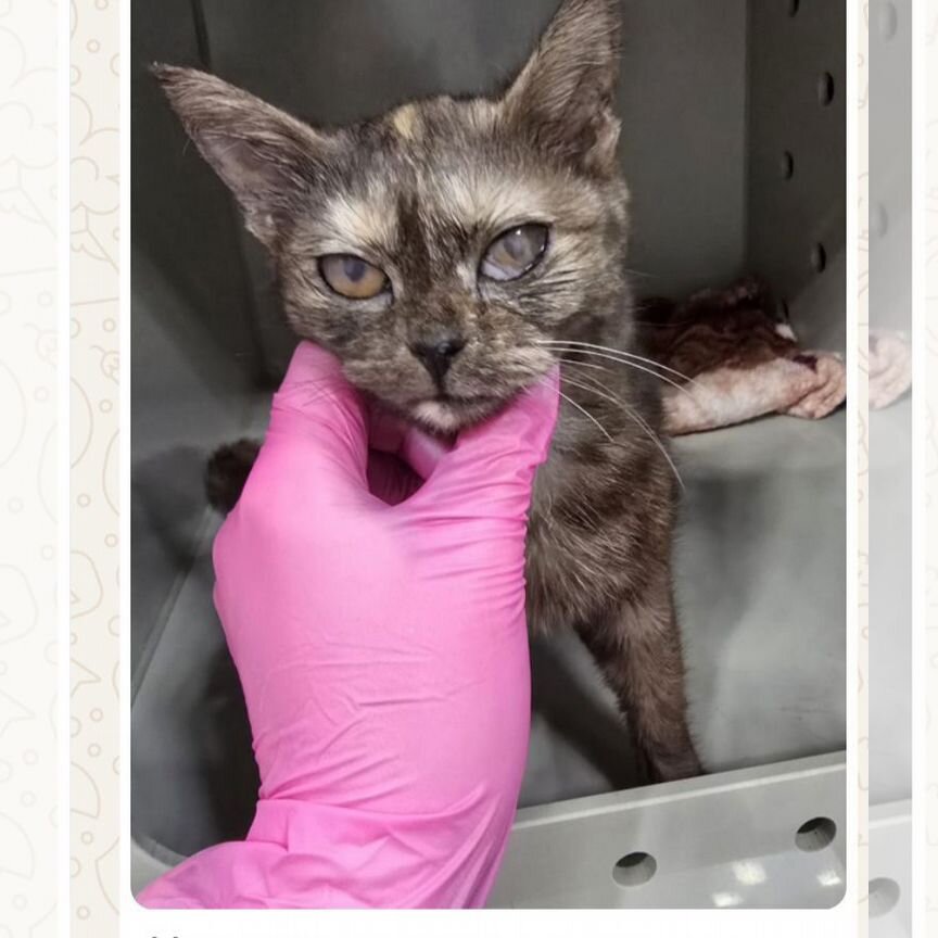 Котики на любой вкус в добрые руки)