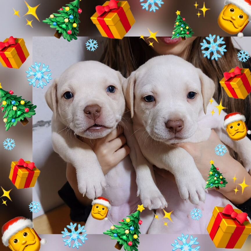 Кремовые питбульки