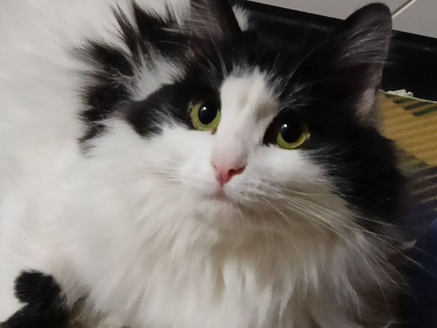 Черно- белая кошечка