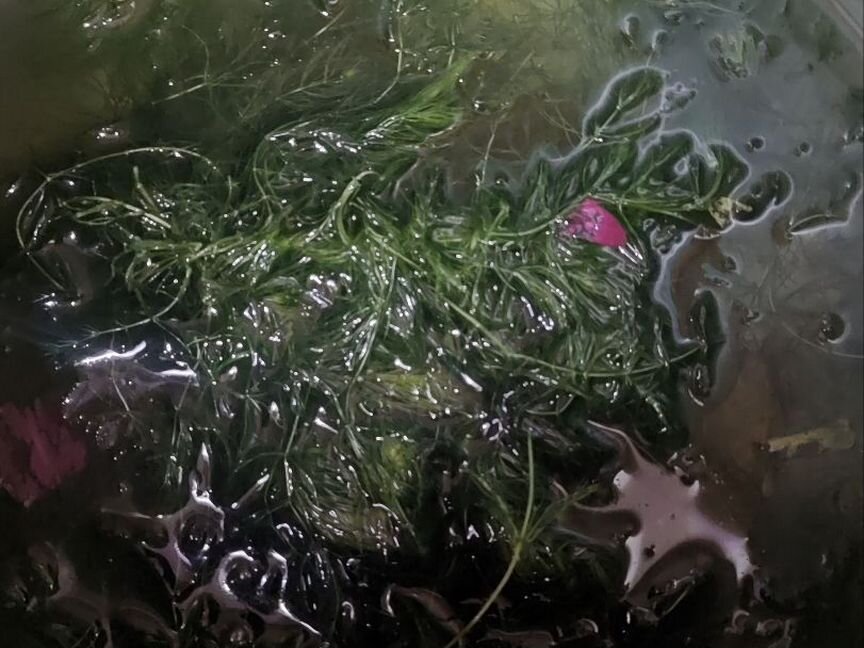 Аквариумная прополка