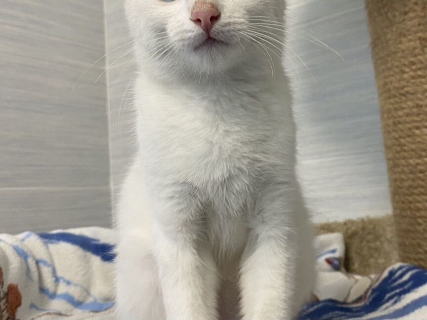Котик Зефир