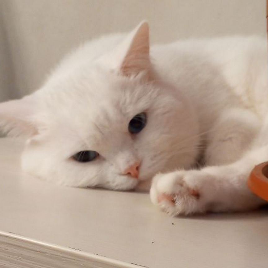 Шотландский прямоухий короткошёрстный, взрослый кот