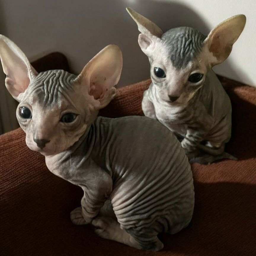 Донской сфинкс котята