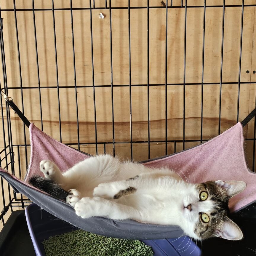 Спасите Сигму