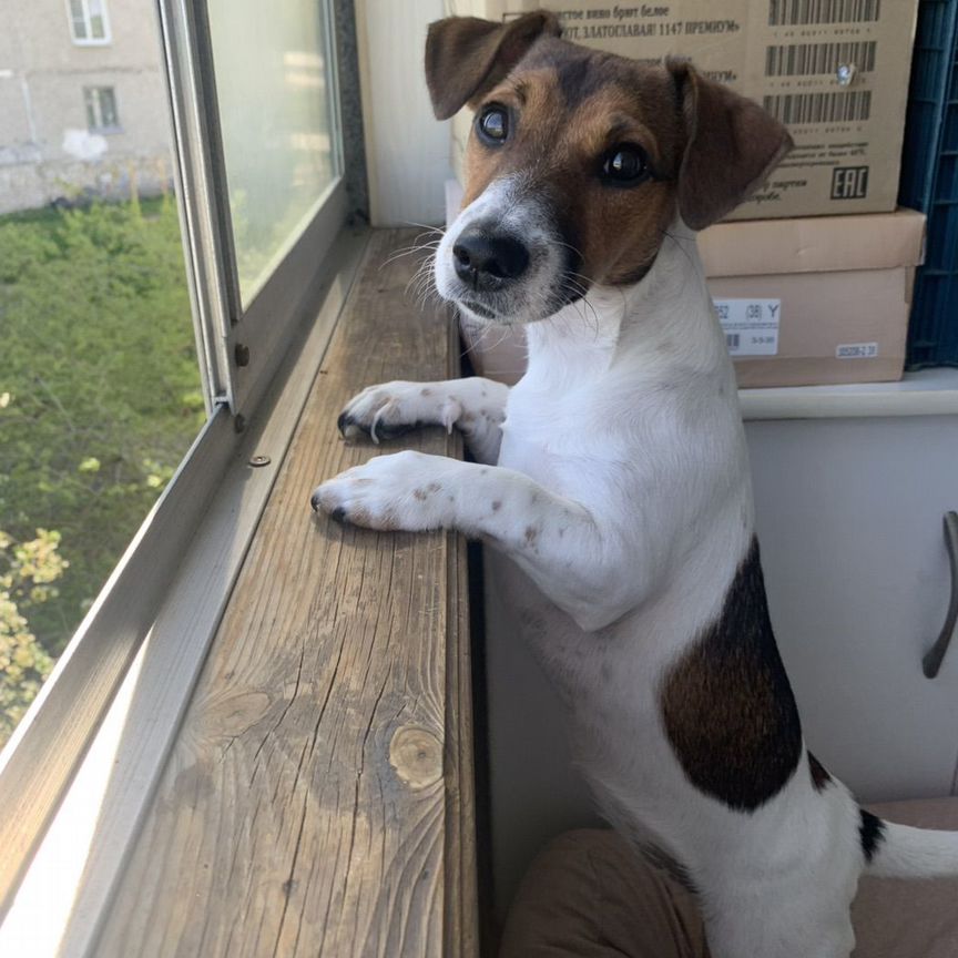 Джек-рассел-терьер, щенок